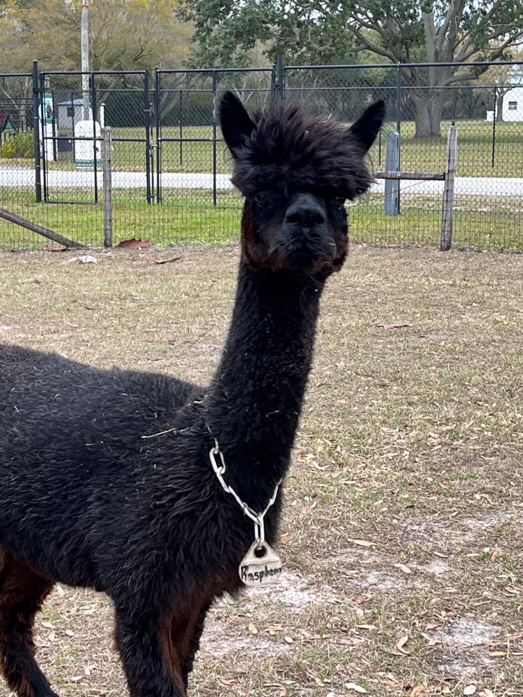 Golden Spirit Alpaca