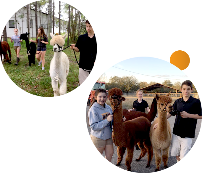 Golden Spirit Alpaca