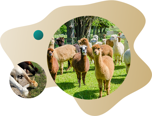 Golden Spirit Alpaca