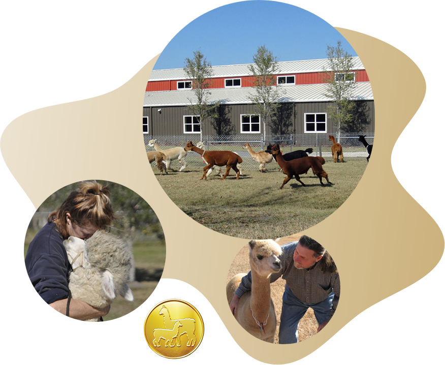 Golden Spirit Alpaca